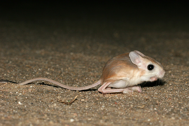 Conheça o jerboa, um adorável roedor do deserto [vídeo] – Web Mídia